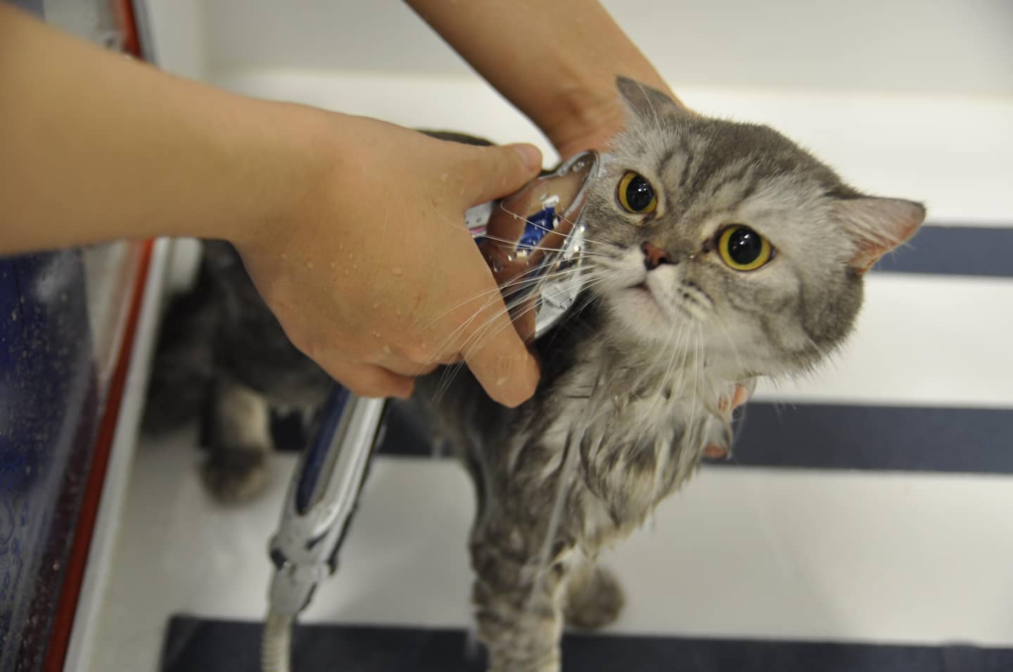 Cobi Pet Hospital - Bệnh viện thú y